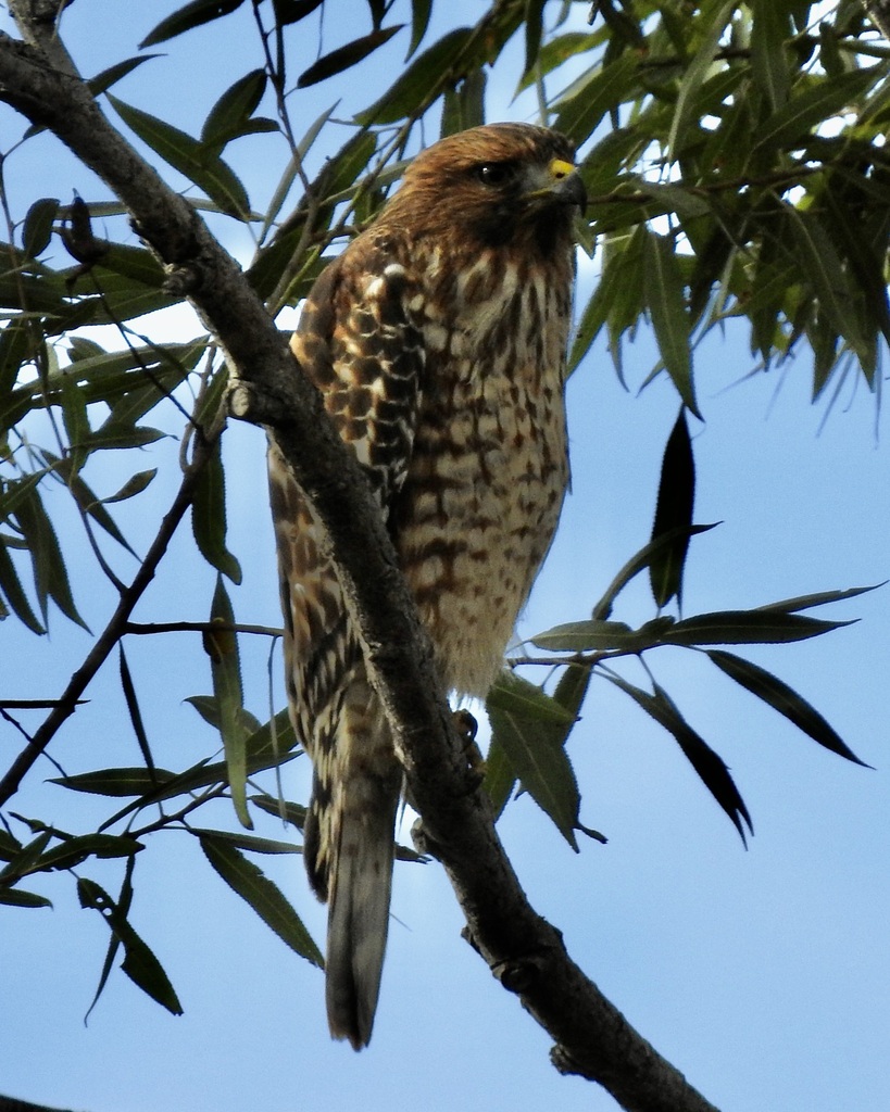 Red-shouldered Hawk from San Joaquin Marsh, Irvine, CA 92612, USA on ...