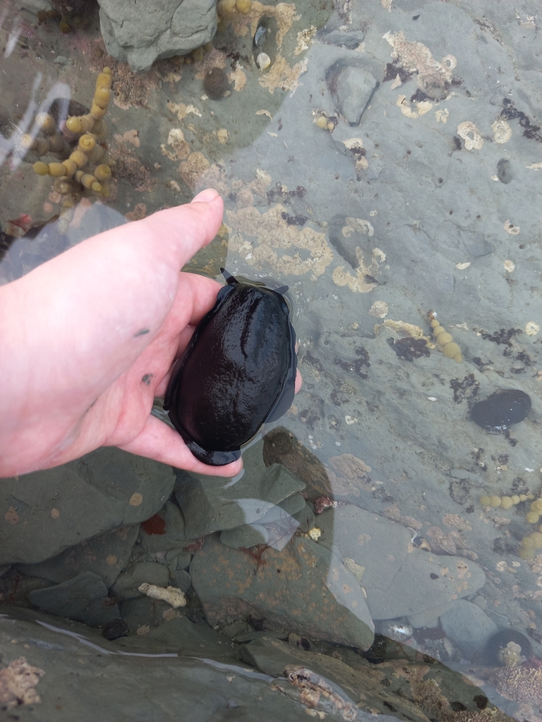 Shield Shell from Canterbury, New Zealand on November 13, 2023 at 10:14 ...