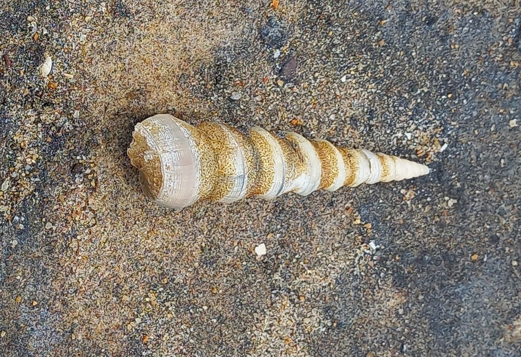 Turritella attenuata from Kakinada beach, 533005, India on August 10, 2022 at 12:37 PM by Aditya ...