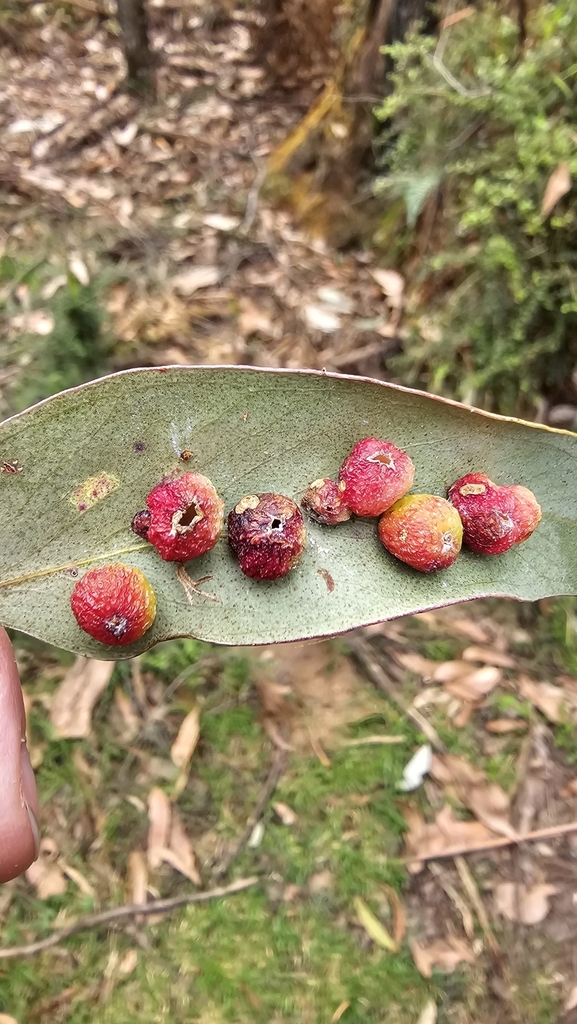 Eucalyptus gall-forming wasp from Kinglake VIC 3763, Australia on ...