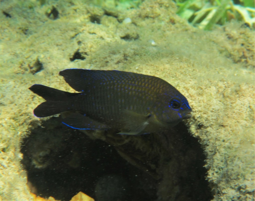 Beaugregory Damselfish Stegastes Leucostictus (beaugregory) (San