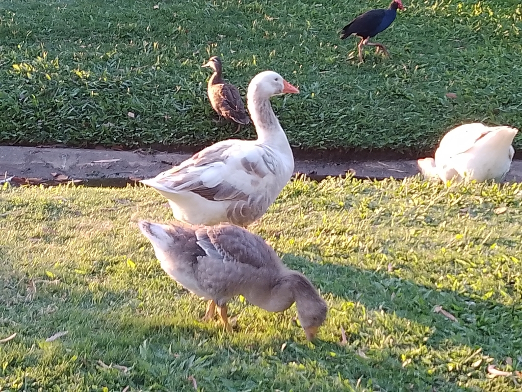 Domestic Greylag Goose from Bundaberg North QLD 4670, Australia on ...