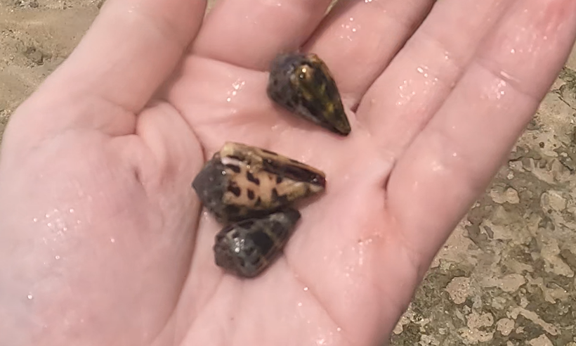 Black-and-white Cone Snail from Uehara, Taketomi, Yaeyama District ...