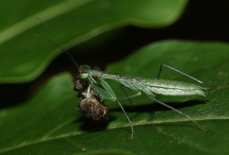 Micromantis glauca from Nuwara Eliya, Sri Lanka on November 10, 2023 at ...