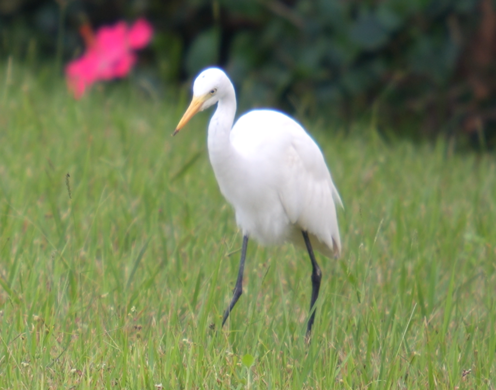 Medium egret from Uehara, Taketomi, Yaeyama District, Okinawa 907-1541 ...