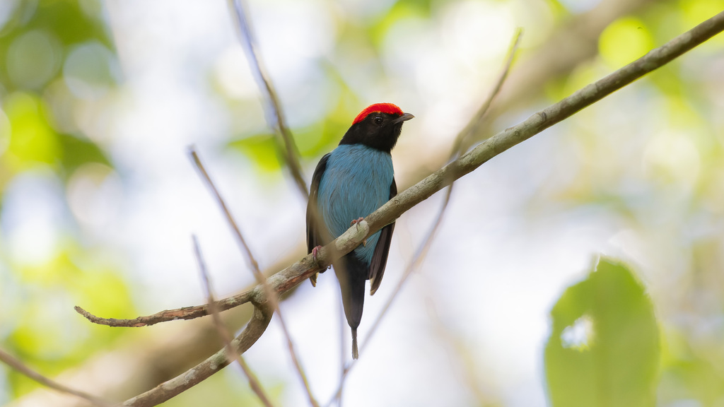 Swallow-tailed Manakin from Nova Friburgo - State of Rio de Janeiro ...
