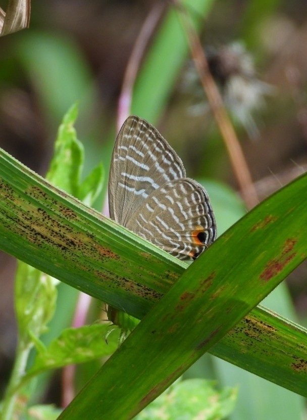 Metallic Cerulean from Nong Phai, Fang District, Chiang Mai 50110 ...