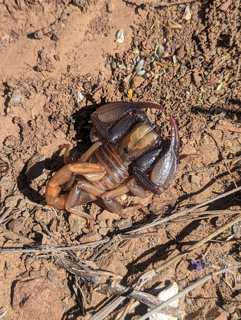 Karoo Burrowing Scorpion from Beaufort West, 6970, South Africa on ...