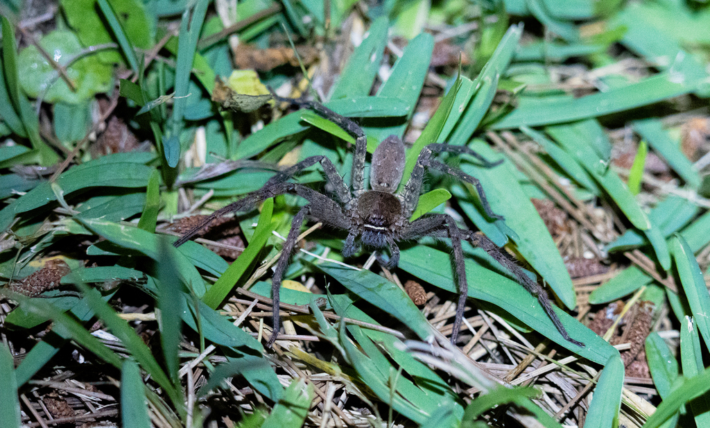 Spiders from Uehara, Taketomi, Yaeyama District, Okinawa 907-1541 ...