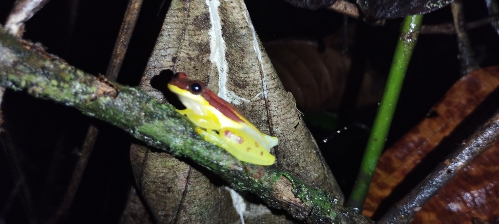 Red-skirted Tree Frog from 17700, Perú on November 1, 2023 at 04:14 AM ...