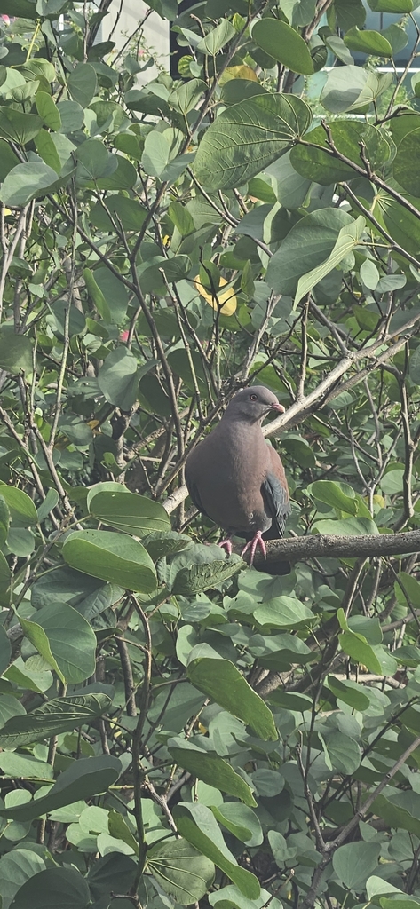 Red-billed Pigeon from Hellmann Worldwide Logistics, Zona Franca ...