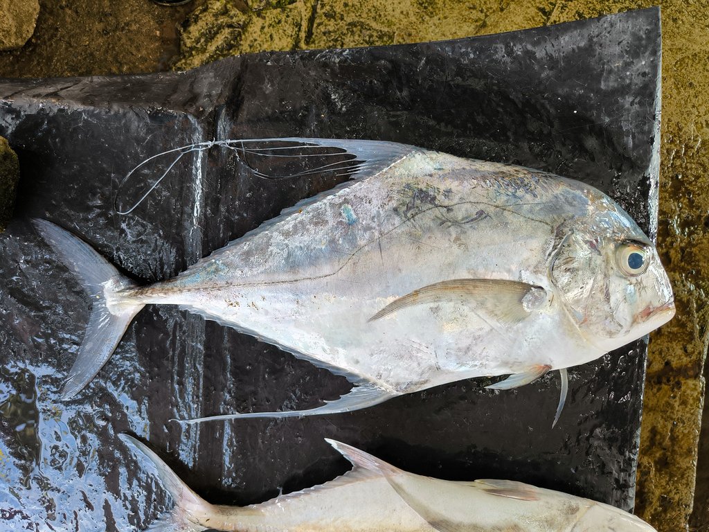 African Pompano in November 2023 by Dmytro and Elena. November 13, 2023 ...