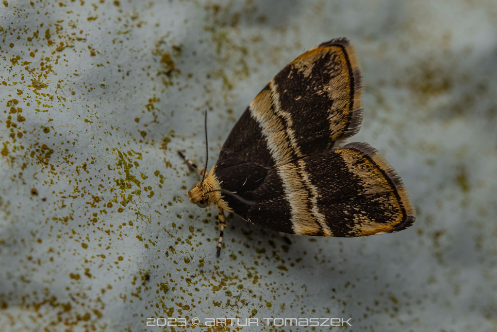 Choreutis basalis in November 2023 by Artur Tomaszek · iNaturalist