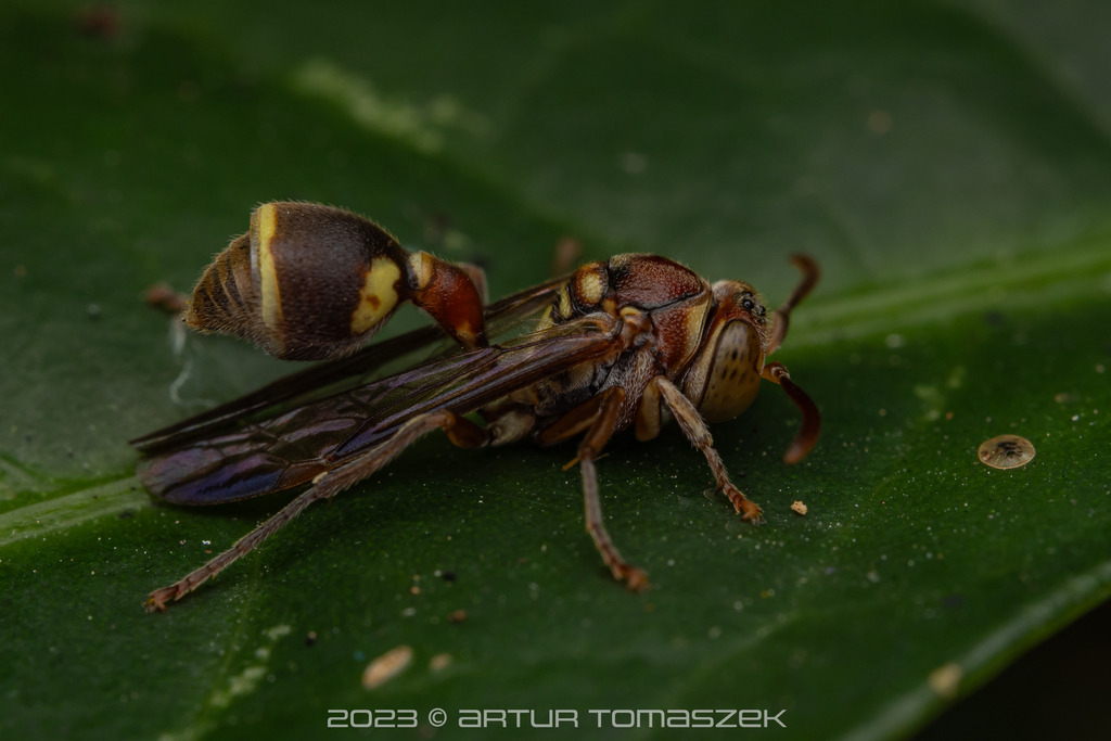 Ropalidia stigma in November 2023 by Artur Tomaszek · iNaturalist