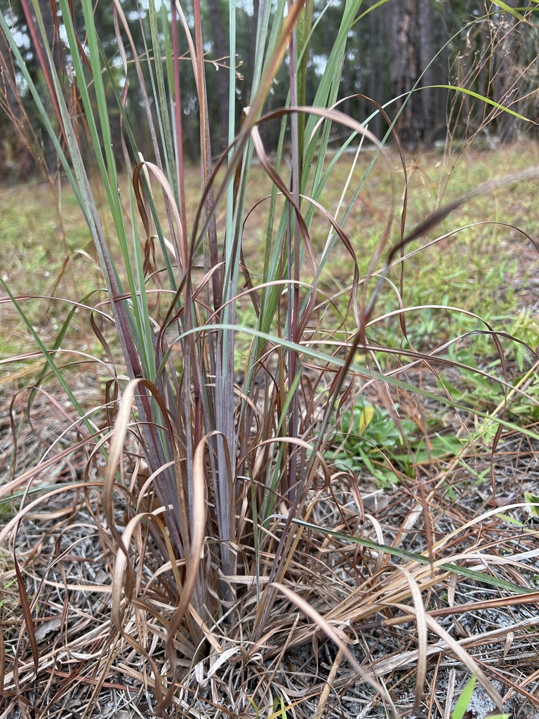 Purple Bluestem from Florida State Parks, Clermont, FL, US on November ...
