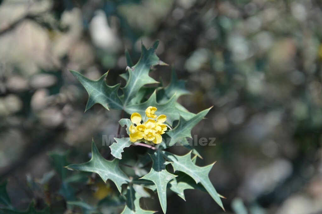 Agarita in March 2014 by Miguel González Botello · iNaturalist