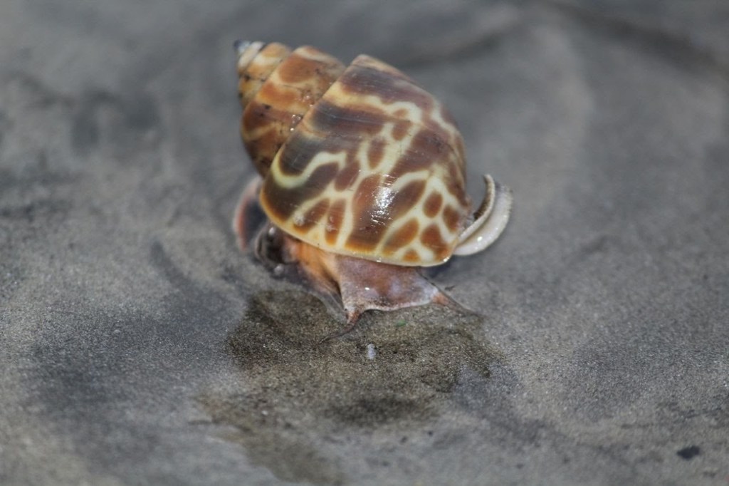 Spiral Babylon Snail from Juhu Beach, Mumbai, Maharashtra 400047 on ...