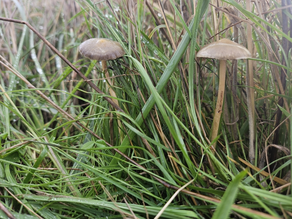 Psilocybe strictipes from Gold Beach, OR 97444, USA on November 13 ...