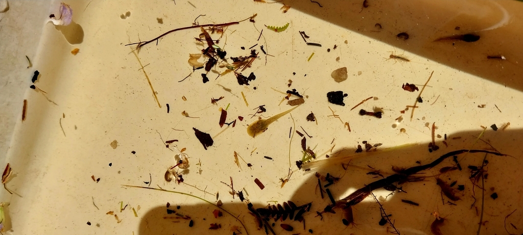 Cape Ghost frog from Overstrand Local Municipality, South Africa on ...