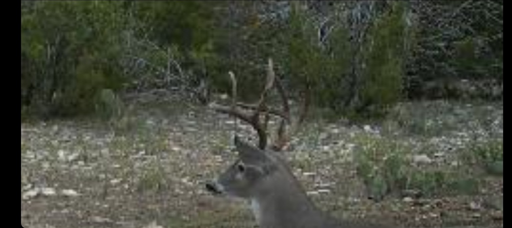 White-tailed Deer from Del Rio, TX, US on November 13, 2023 at 12:39 PM ...