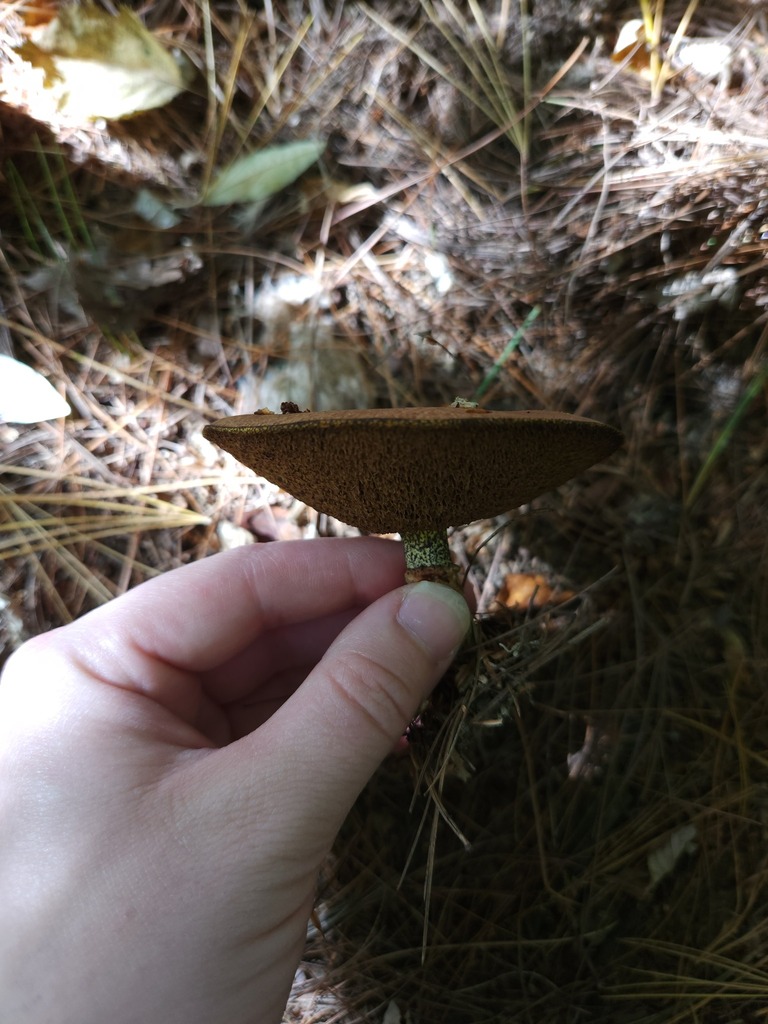 Sour Cap Suillus from Broome County, NY, USA on October 5, 2023 at 12: ...