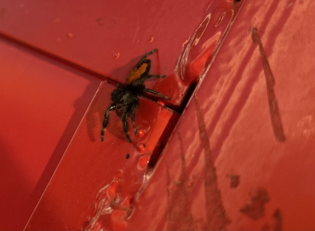 Desert Red Jumping Spider from W Goldfield Ave, Yerington, NV, US on ...