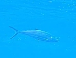 Lesser Queenfish on November 14, 2023 at 07:17 AM by Rio Button ...