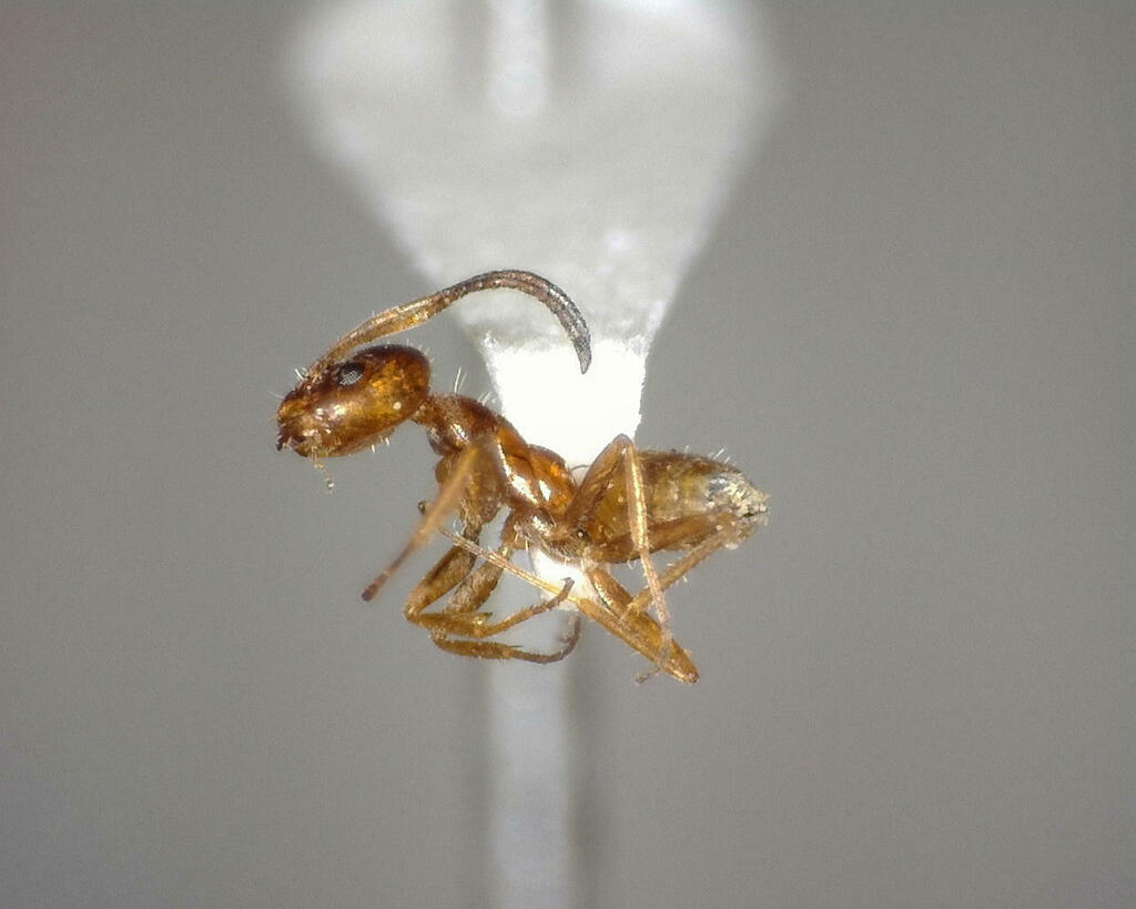 Forelius mccooki from Kimble County, TX, USA on June 12, 2023 at 03:50 ...