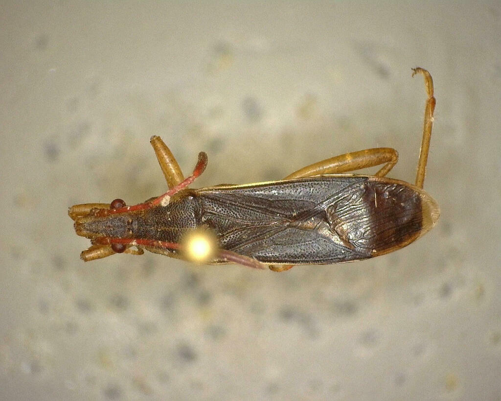 Pentatomomorph Bugs from Kimble County, TX, USA on June 12, 2023 at 03: ...