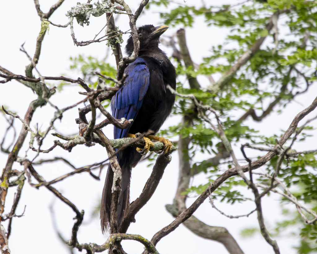 Purplish-backed Jay from San Ignacio, Sin., México on August 8, 2019 at ...