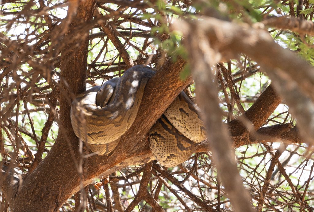 African Rock Python in October 2023 by Arturo Riquer. Tarangire ...