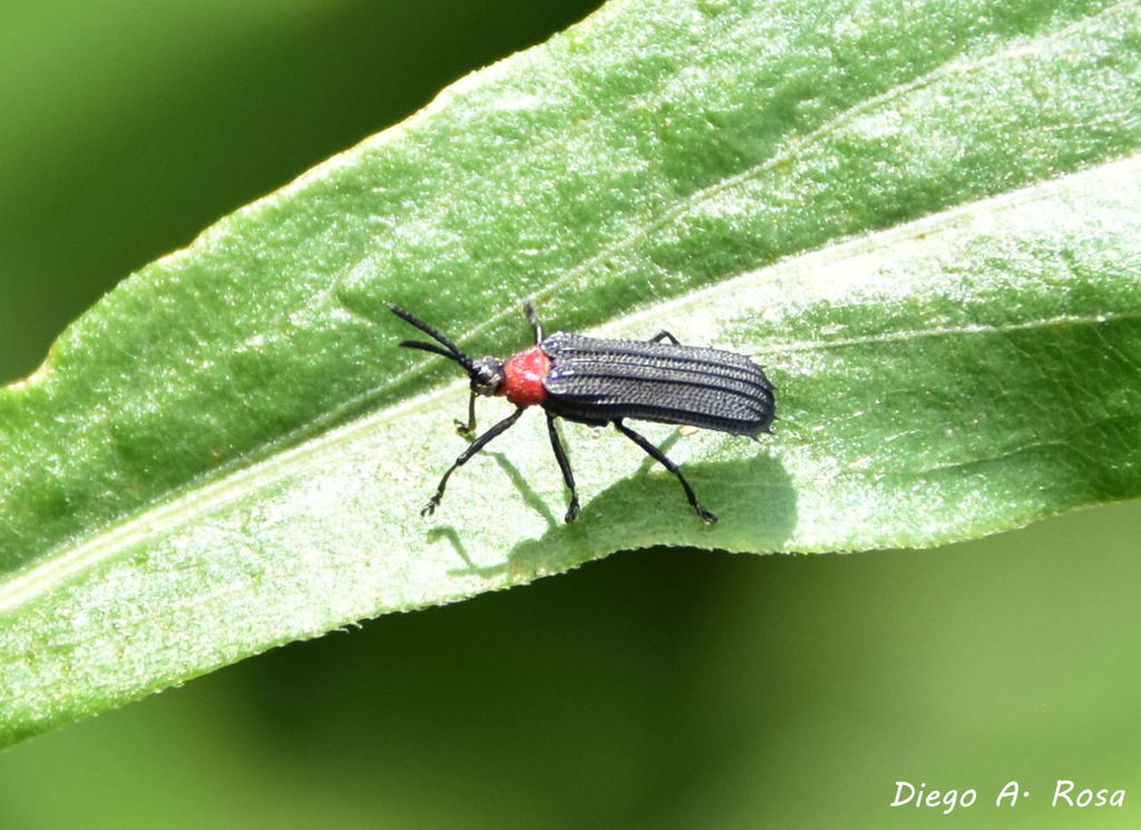 Xenochalepus haroldi from Acassuso, Buenos Aires, Argentina on October ...