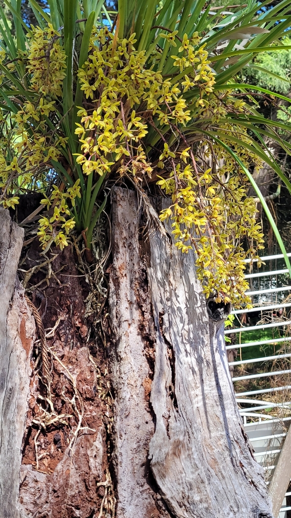 Snake Orchid from Campbelltown NSW 2560, Australia on November 14, 2023 ...