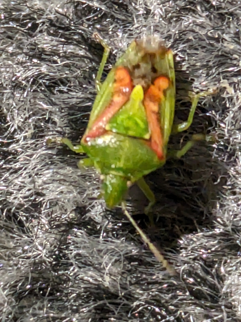 Juniper Shield Bug from Gowrie Court, Dundee DD2 4JA, UK on November 13 ...