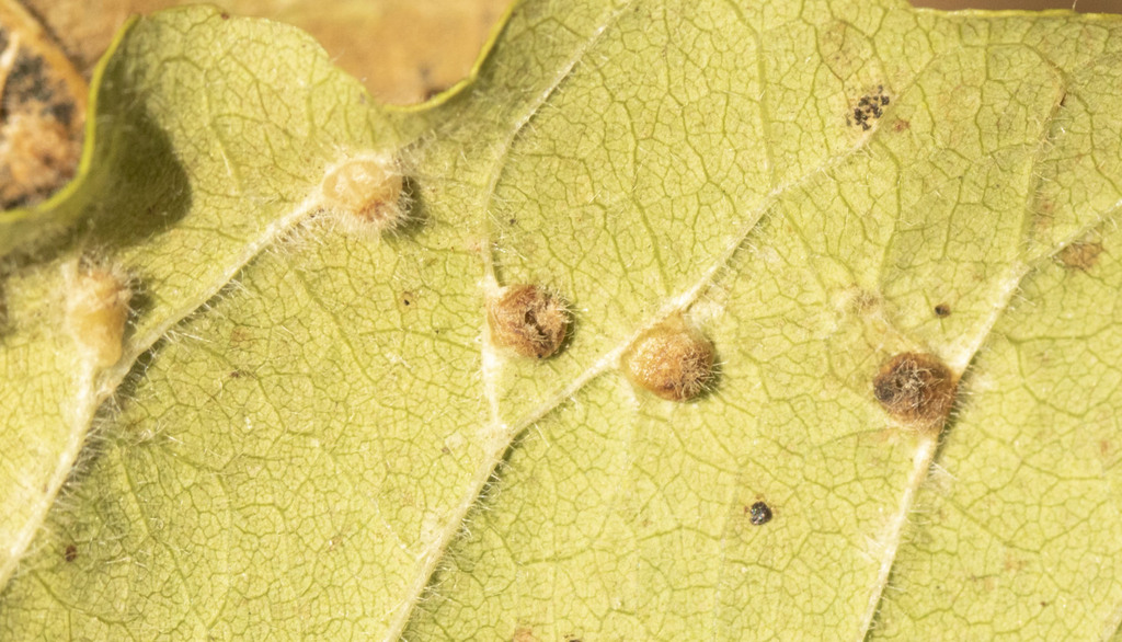 Ash Bead Gall Mite from Multnomah County, OR, USA on October 30, 2023 ...