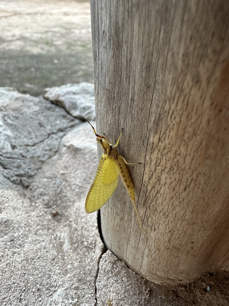 Giant Mayfly from Granbury, TX, US on September 30, 2023 at 07:58 AM by ...