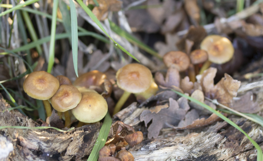 Fungi Including Lichens from Multnomah County, OR, USA on October 30 ...