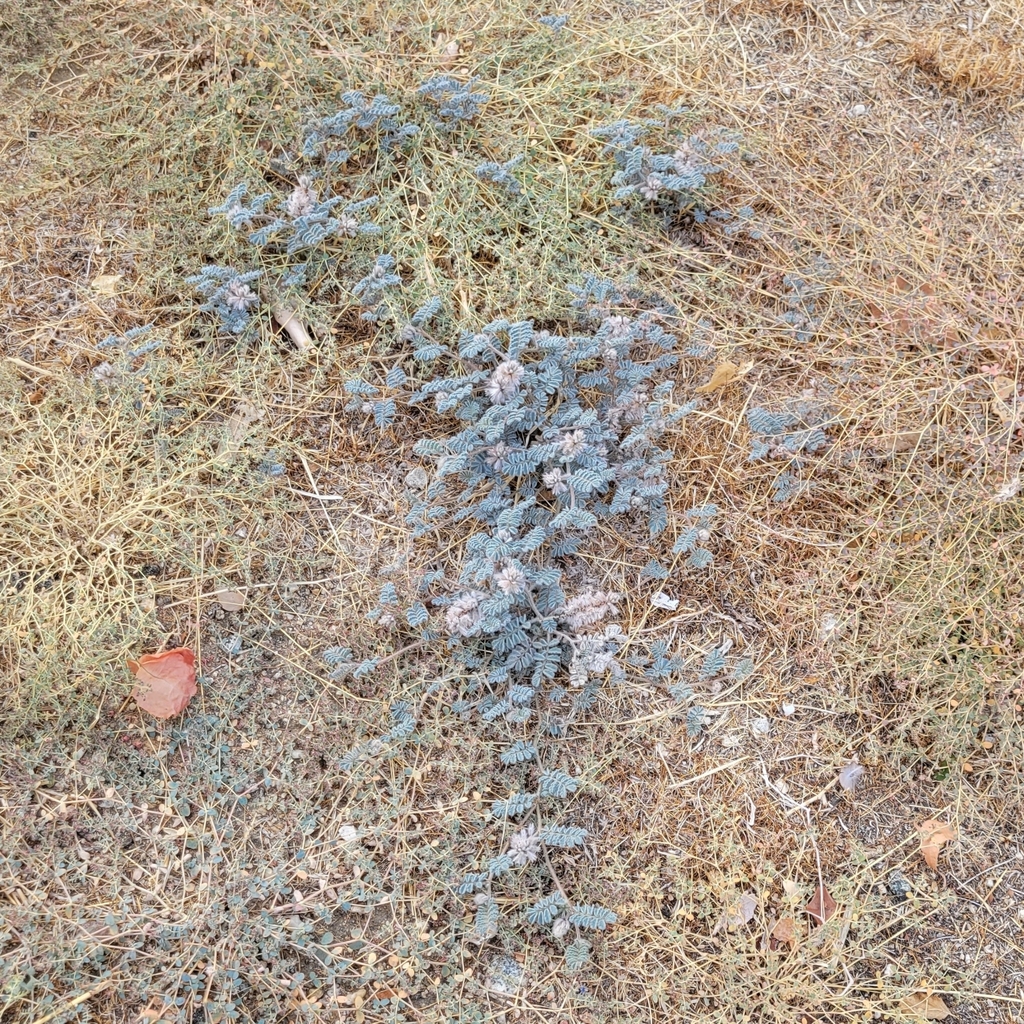 soft prairie clover from Palm Springs, CA 92264, USA on November 13 ...