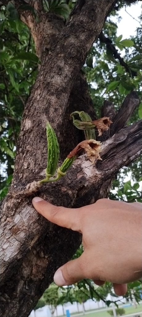 cuachilote from Culiacán, MX-SI, MX on November 13, 2023 at 05:28 PM by ...