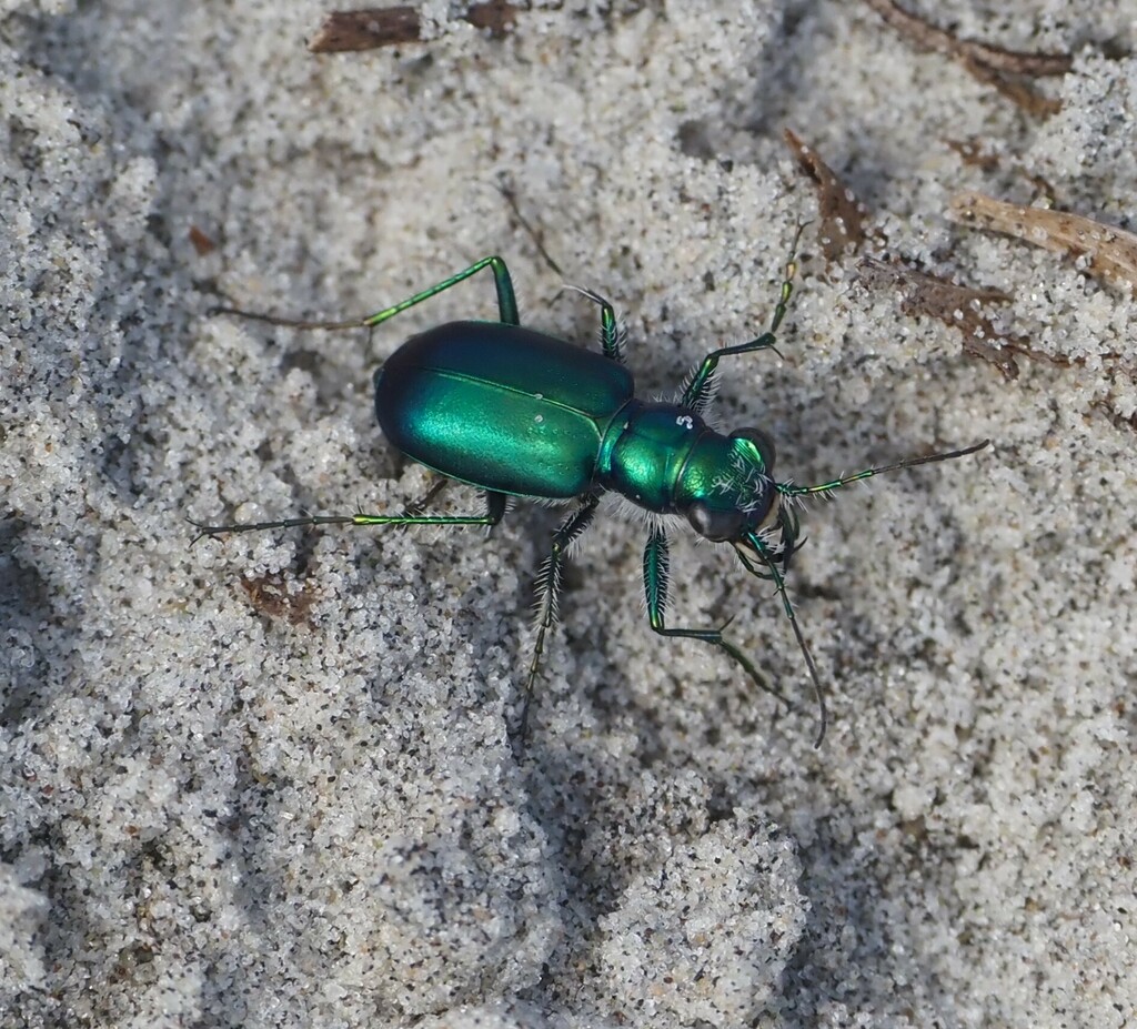 Unicolored Tiger Beetle from Northside, Jacksonville, FL, USA on ...