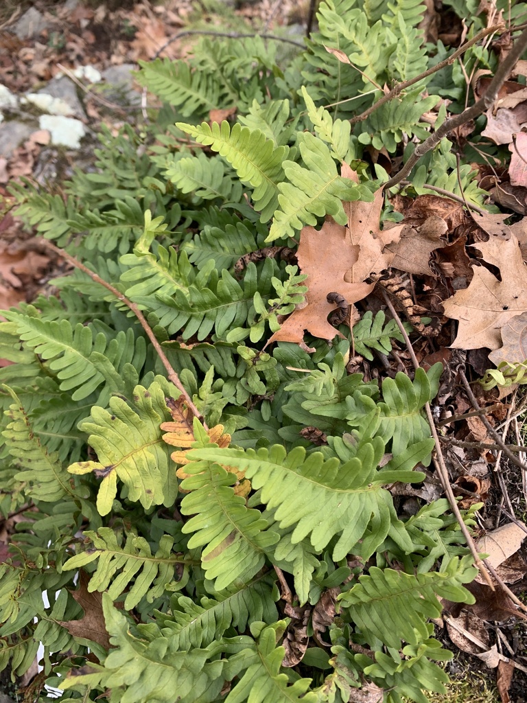 rock polypody from Delaware State Forest, Bushkill, PA, US on November ...