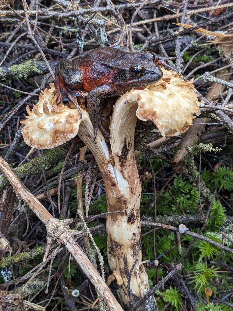 Northern Red-legged Frog in November 2023 by Andrew Claassen · iNaturalist