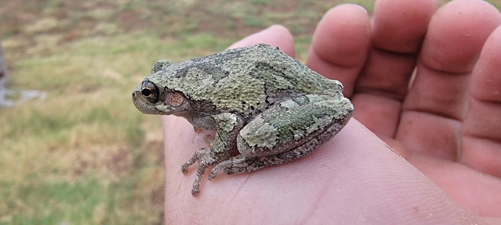 Gray Treefrog Species Complex from Norman, OK, US on November 4, 2023 ...