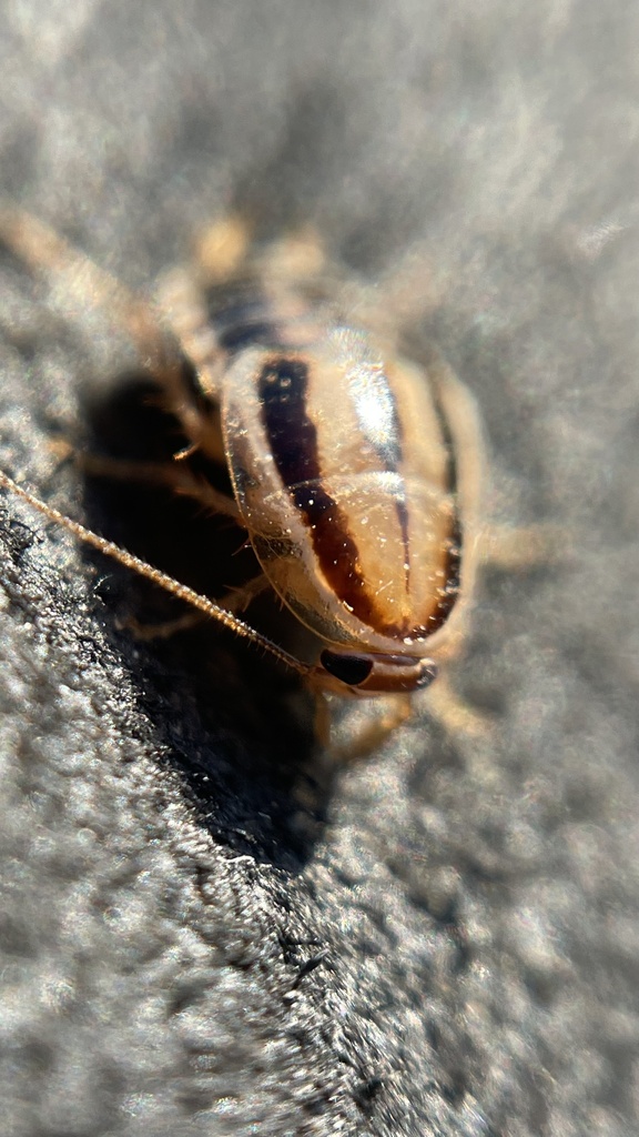 Three-lined Cockroach from Fort Ord National Monument, Salinas, CA, US ...