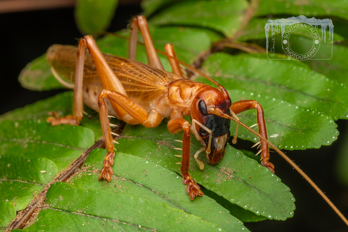 Australian raspy cricket (Pterapotrechus salomonoides) · iNaturalist ...