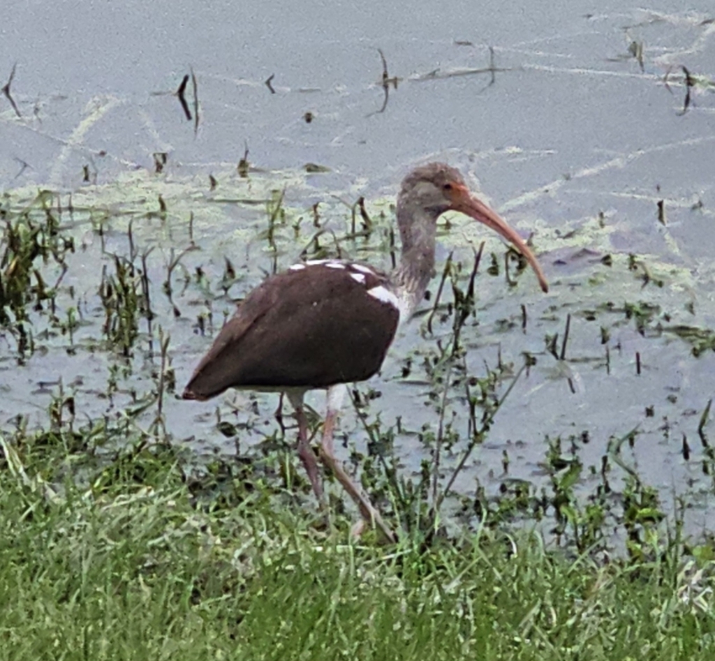 White Ibis from Wildwood, FL, USA on November 13, 2023 at 02:59 PM by ...