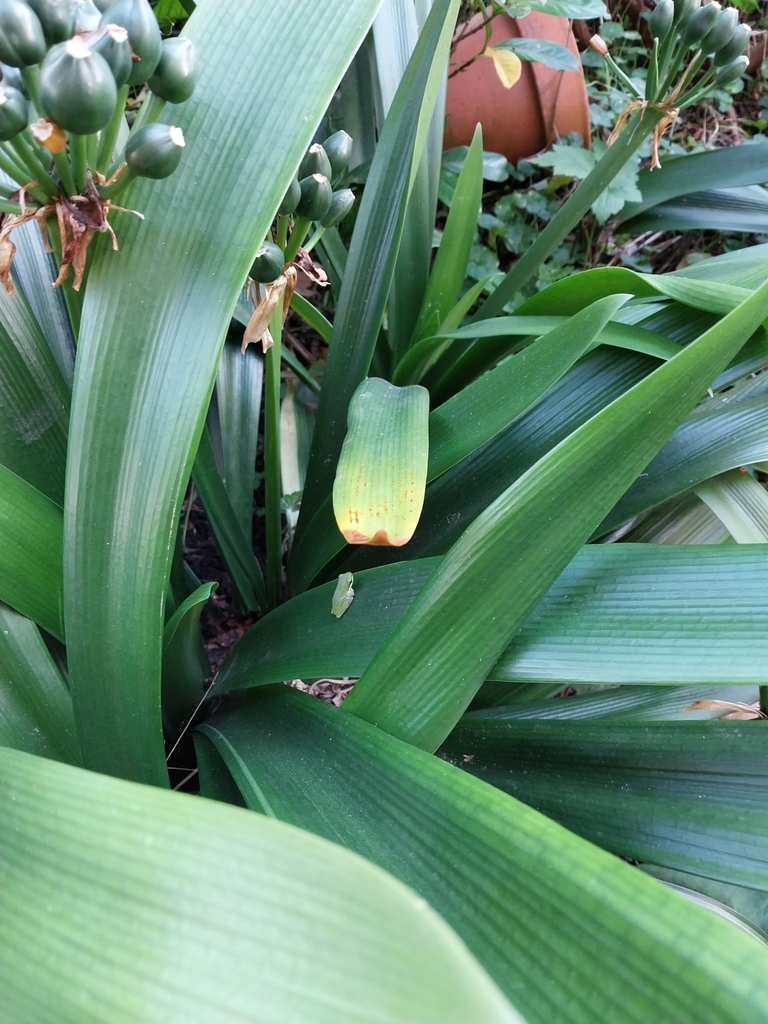 Eastern Dwarf Tree Frog from Meringo NSW 2537, Australia on November 10 ...