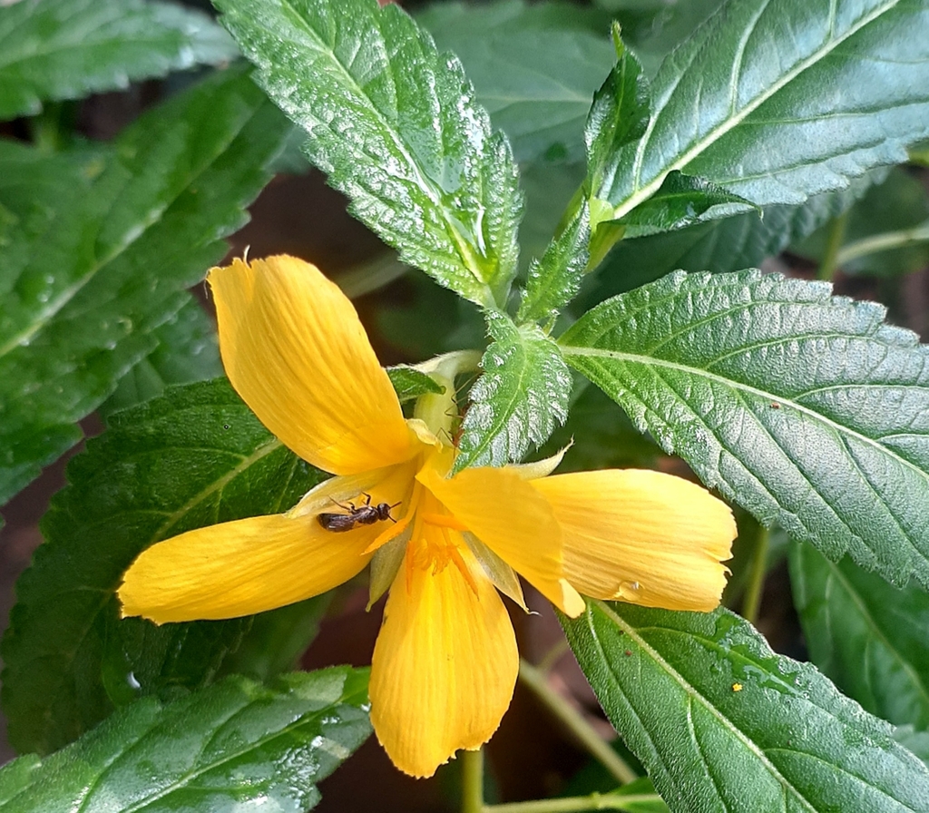Black Reed Bees from Cheruvathur on November 14, 2023 at 07:56 AM by ...