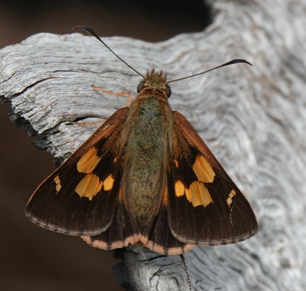 Flame Sedge-skipper from Briagolong VIC 3860, Australia on November 12 ...