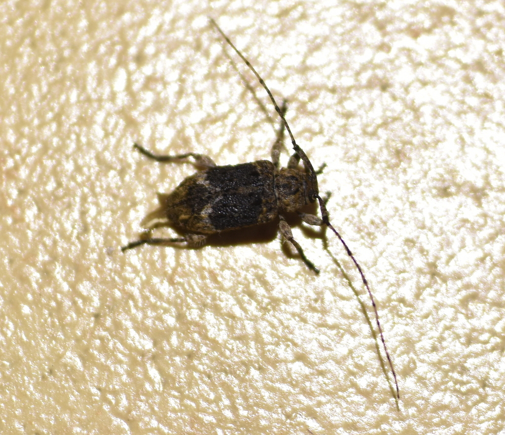 Acanthocinini from Universidad Autonoma del Estado de Morelos ...